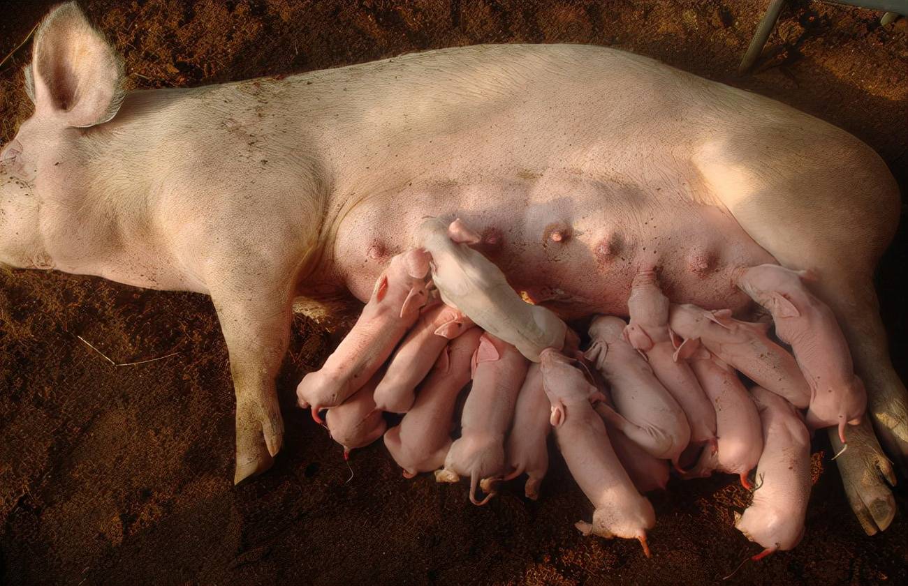 What are the dangers of slow farrowing in sows? Is it serious if a sow ...