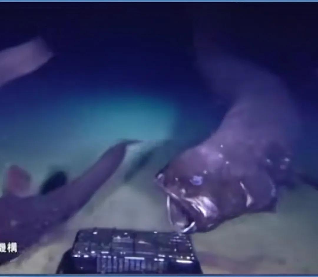 2.53-meter giant deep-sea fish discovered in Japan!The head is thick ...