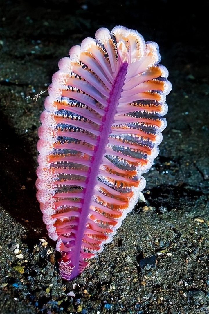 It looks like an old quill pen and looks striking, what's so special ...