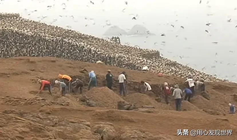 Peruvian young man who took his life to move bird droppings didn't even ...