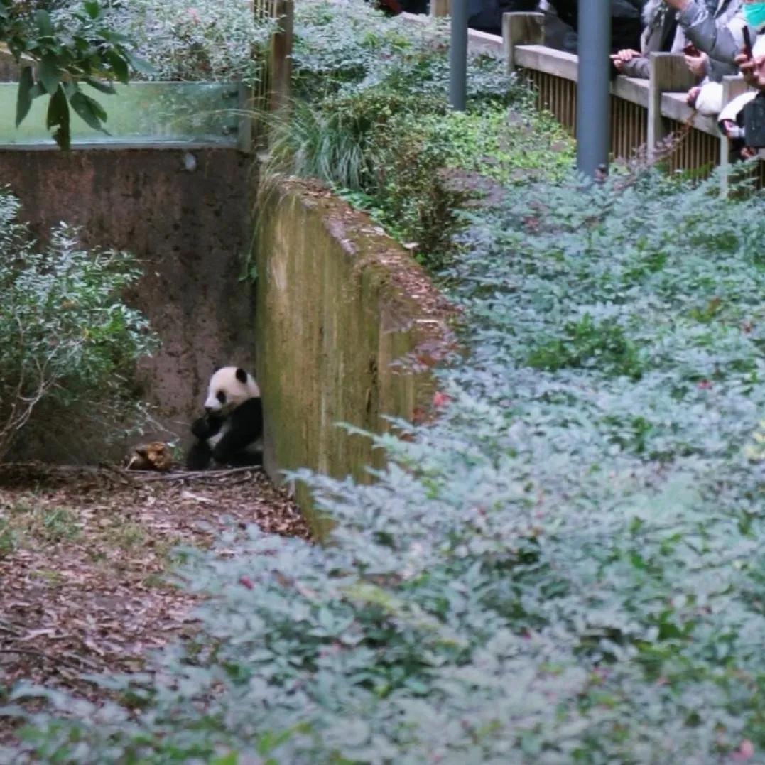 Three female tourists took advantage of the red panda Fu Wan to play ...