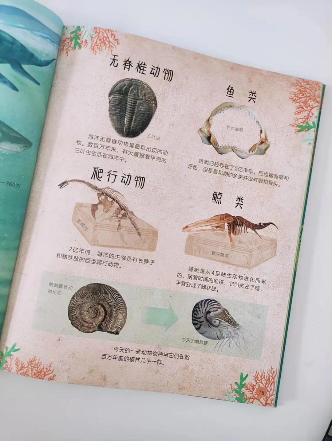 "DK Incredible Ocean Encyclopedia" leads children to explore the ...