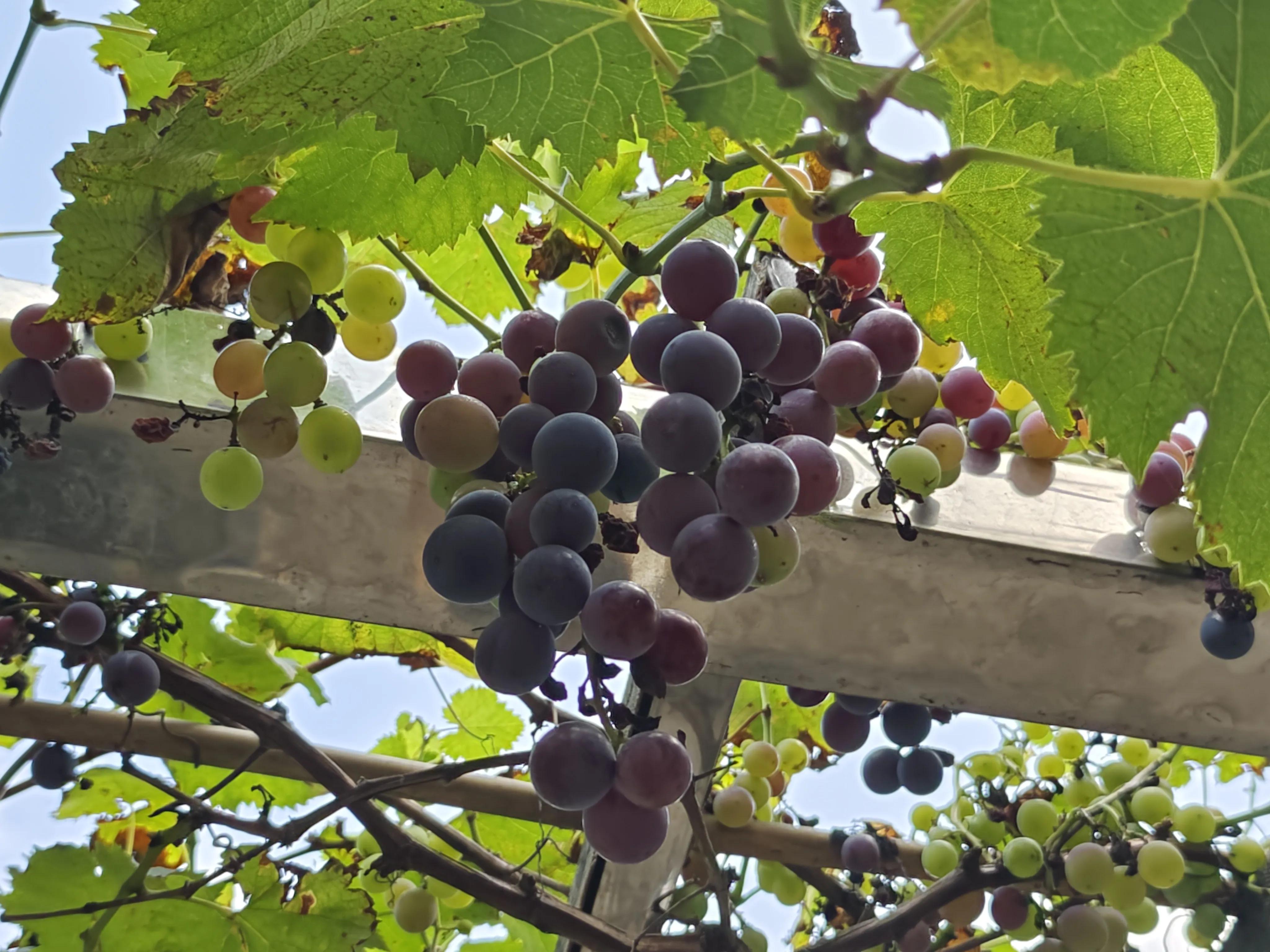 The death of Yang Xiu, his father Huihui, small cleverness and great ...