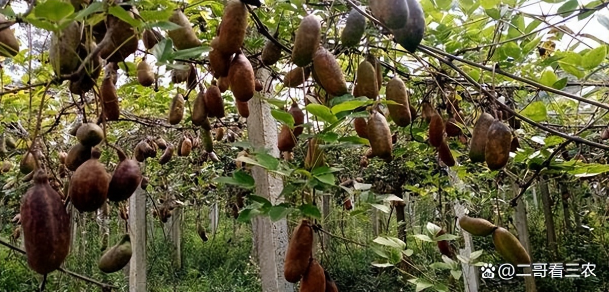 August melon is very popular in the countryside, but do you know its ...