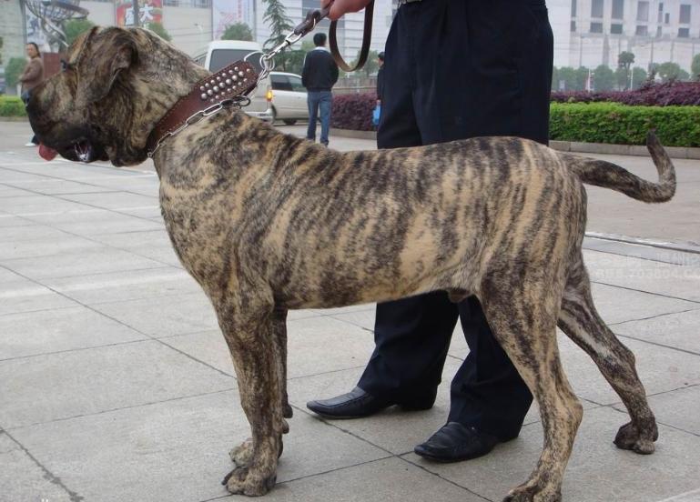 The seven "big dogs" in the world, each one is very scary, and the ...