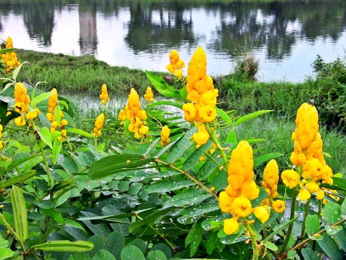 Wing pod cassia ~ fluttering and narrow wings want to fly, the flowers ...
