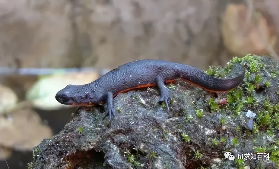 The ancestor of terrestrial organisms and amphibians on Earth, the ...