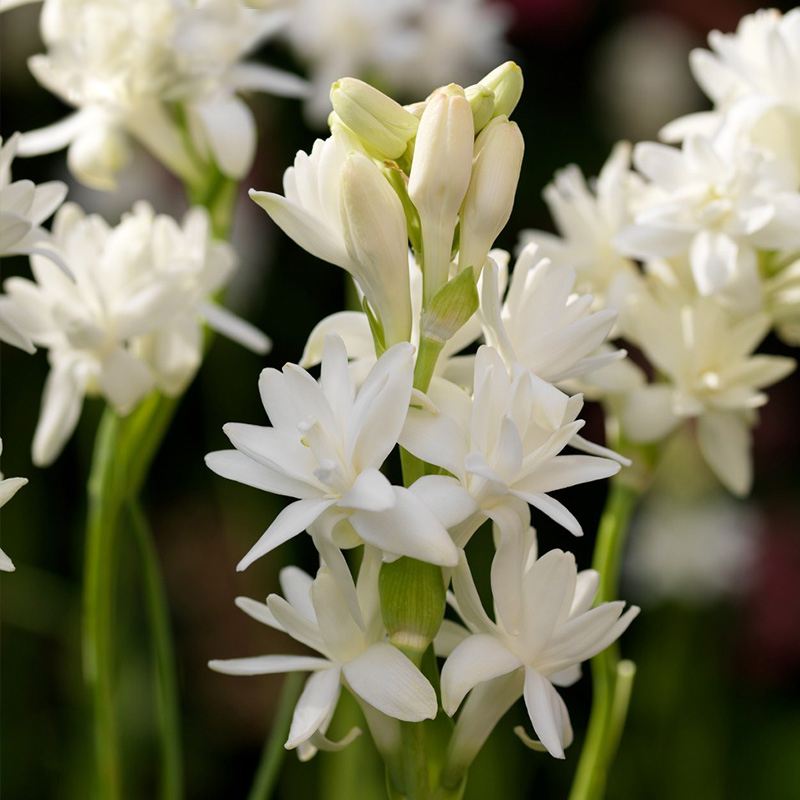 5 kinds of "strong fragrance flowers", the fragrance is strong, like ...