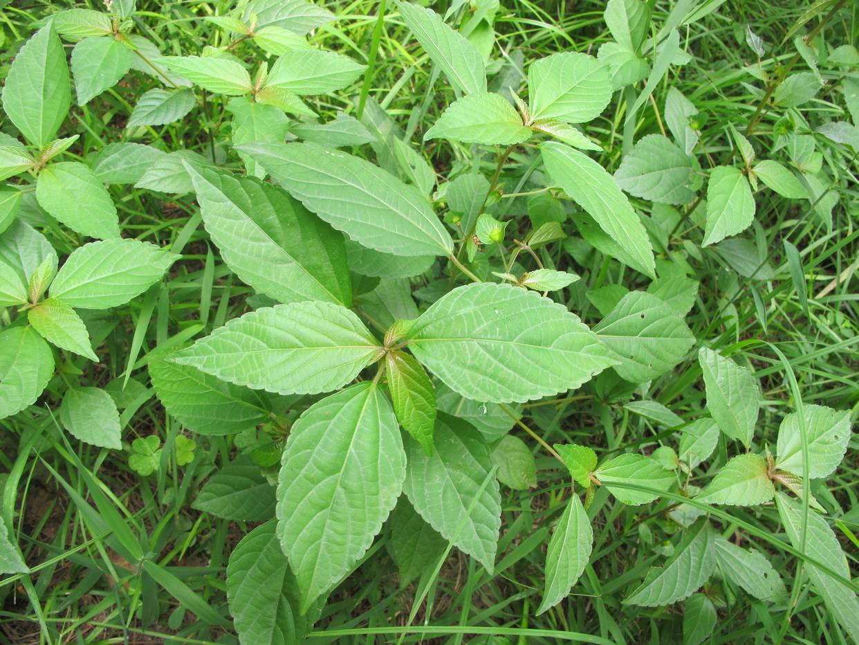 Known as "Natural Band-Aid", is it an ancient "gold sore medicine"?Do ...