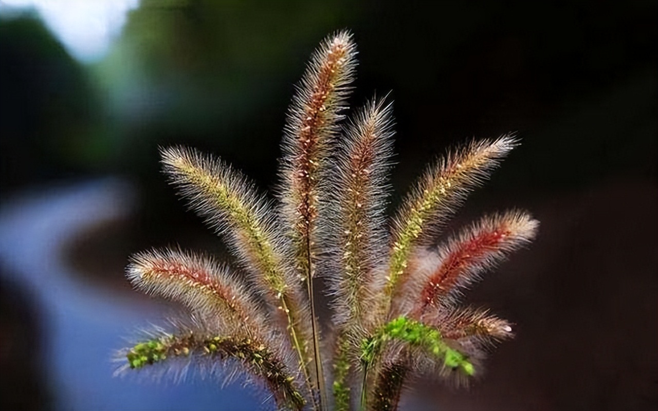 "Dog's tail grass" is a treasure, using it to boil water may help solve ...