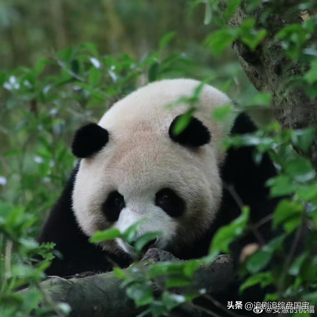 "Pumpkin Wild Spokesperson" Giant Panda Meilan Rourou in Pan Guobao Series (1) - iNEWS