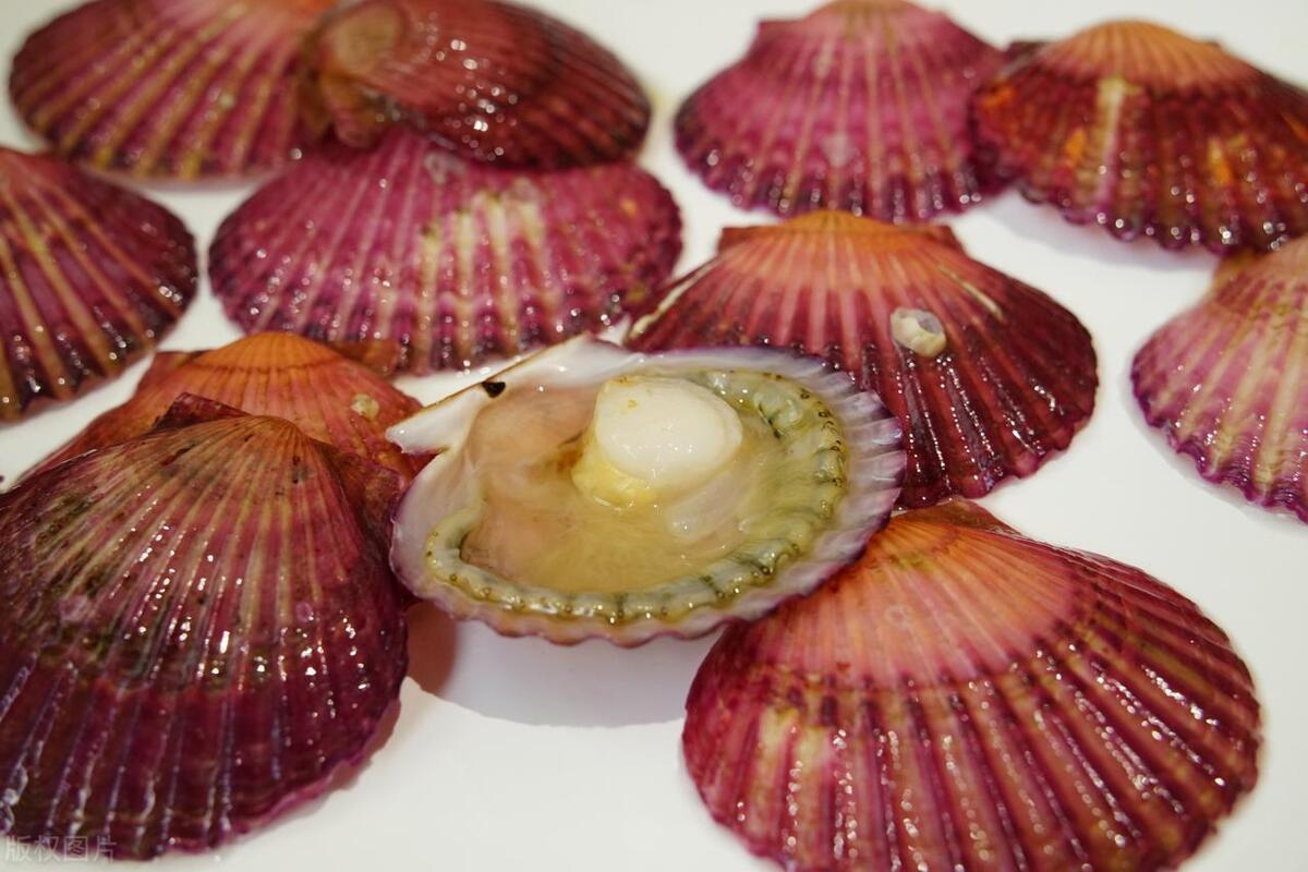 The secret of scallops: Evolution is the most successful, and they can ...