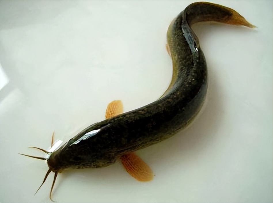 Mysteries of mahi mahi revealed: Diversity, ecology and conservation ...