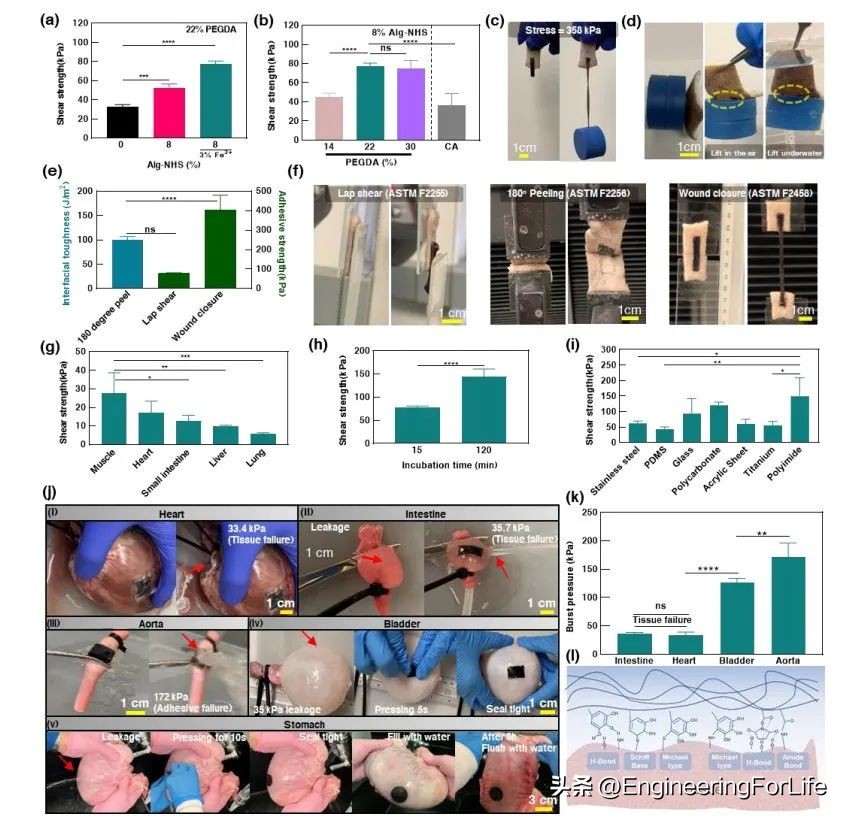 "Biomaterials": Super-adhesive "Band-Aid" for wet tissue wounds - iNEWS