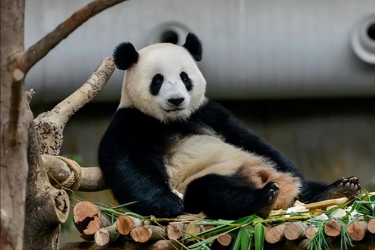 The breeder was suspended for beating panda Nuan Nuan with a bamboo ...