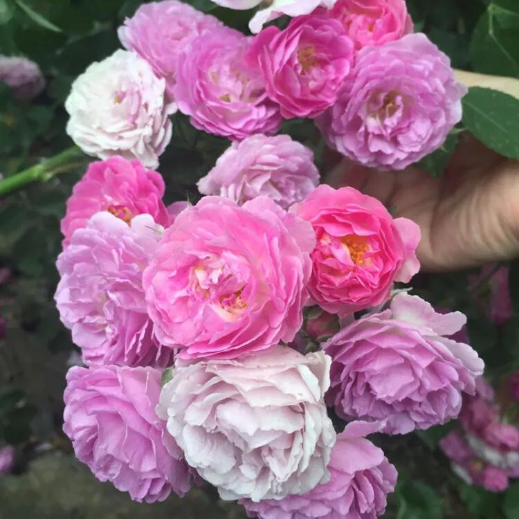 Share pictures, the seven sisters flowers, the beauties among the roses ...