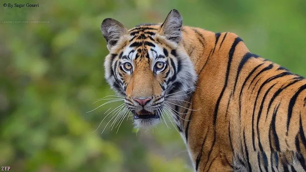 too excited! 100 close-up photos of tigers! - iNEWS