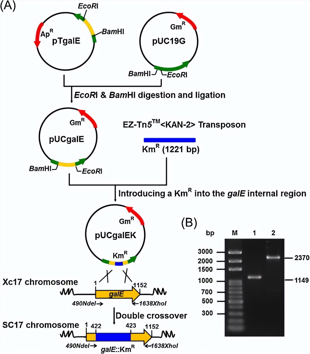 Characterization and transcription of UDP-galactose 4-isomerase galE ...