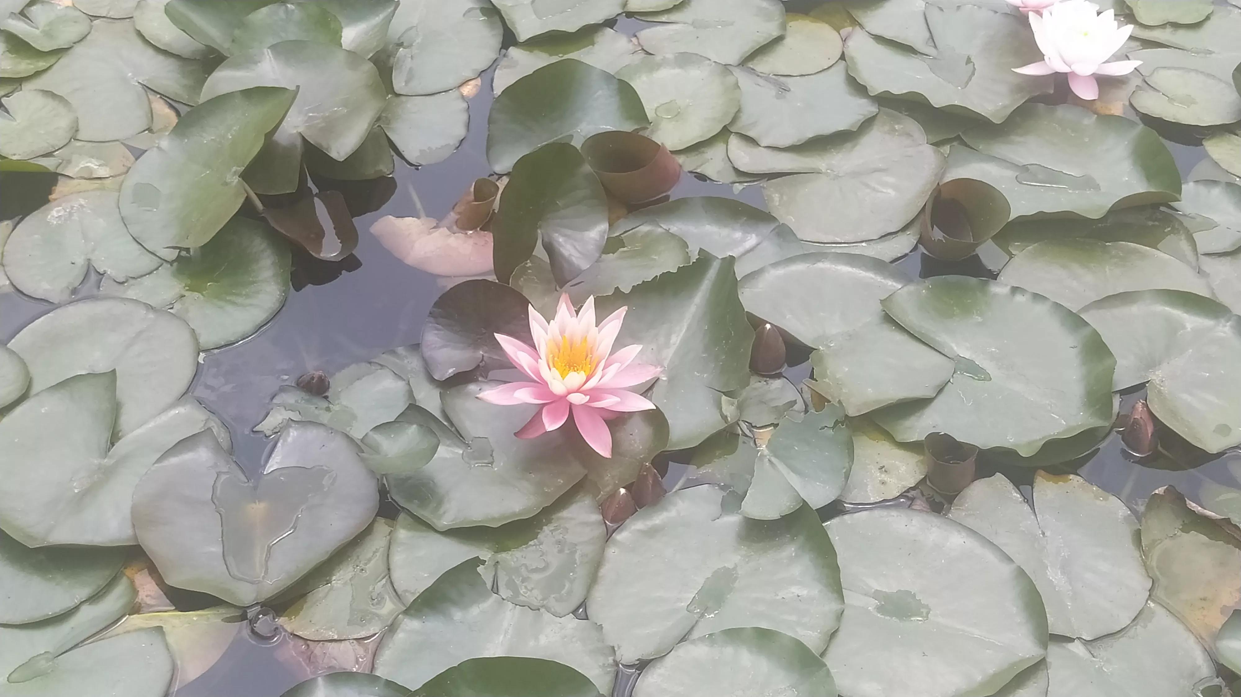 Twenty-four solar terms Lixia - iNEWS