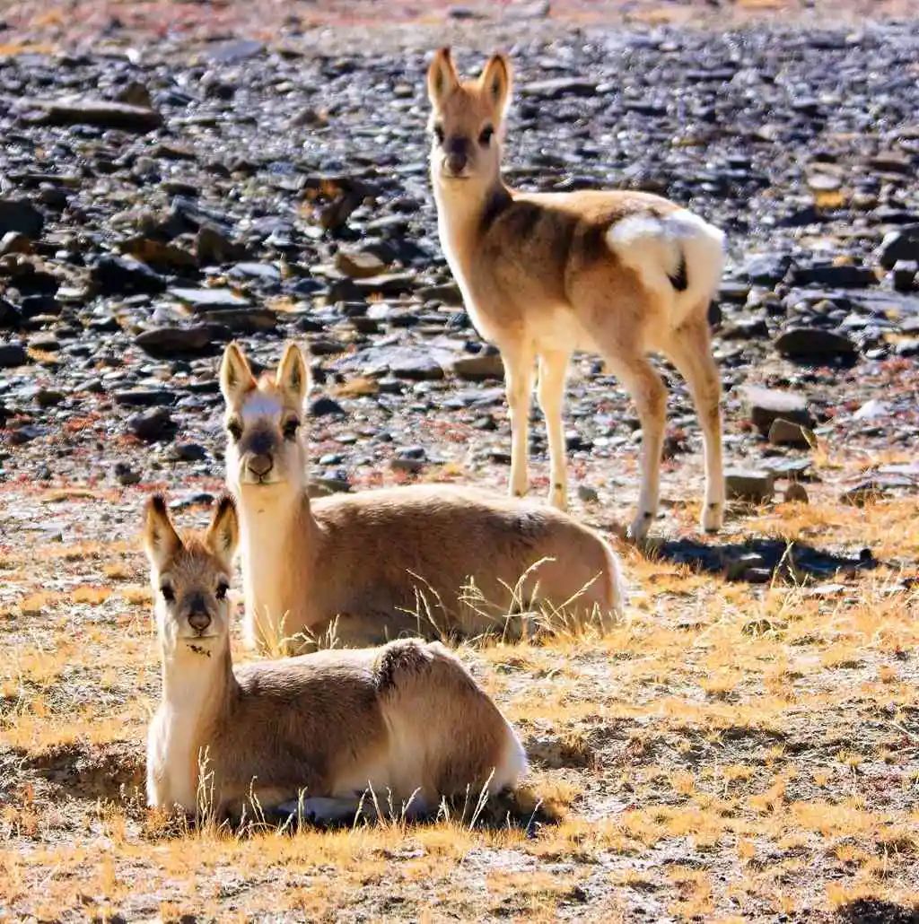 Bird photography group of brown-tailed rainbow chick, blood pheasant ...