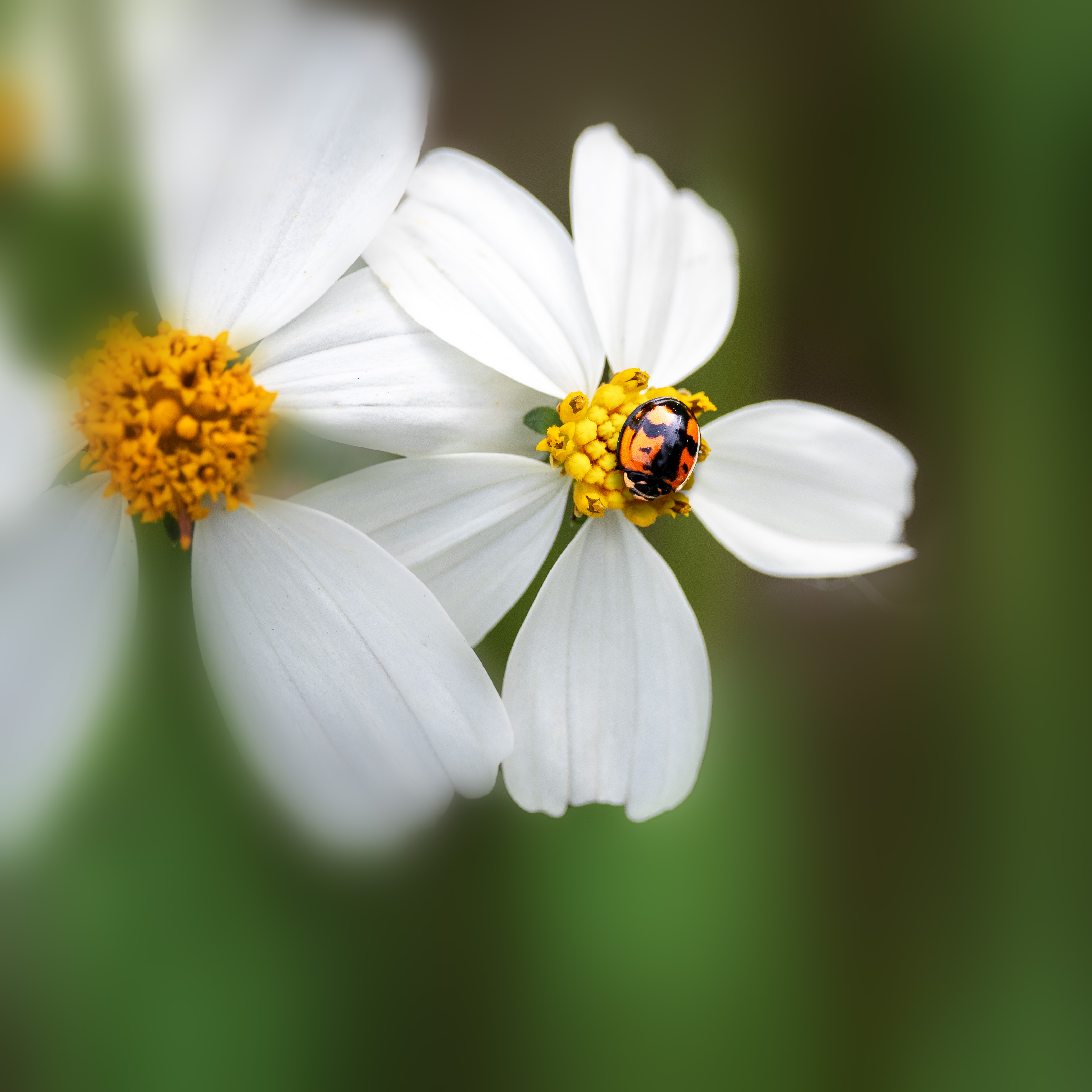 small animals on small flowers - iNEWS