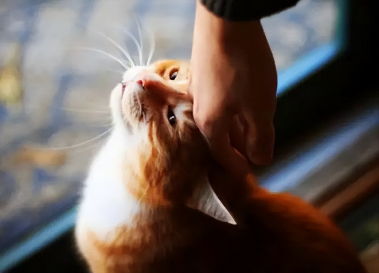 When cats are petted by their owners, what are the mean behaviors? - iNEWS