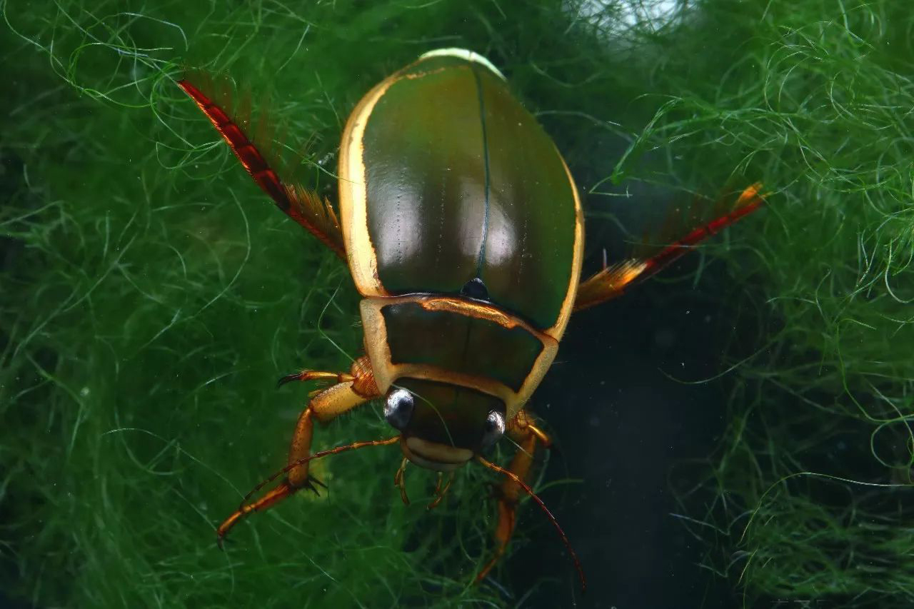 There is a kind of insect called water cockroach in the countryside. It ...
