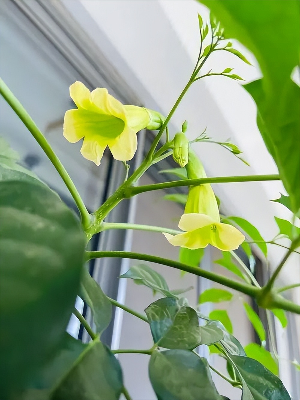 5 kinds of "beautiful flowers" indoors, once they bloom, it means that ...