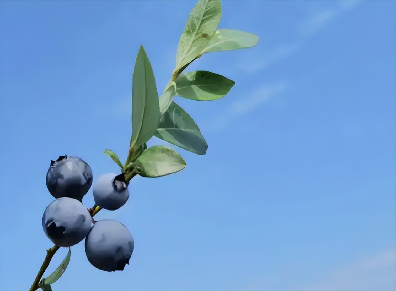 Is the "super fruit" blueberry really so magical? - iMedia