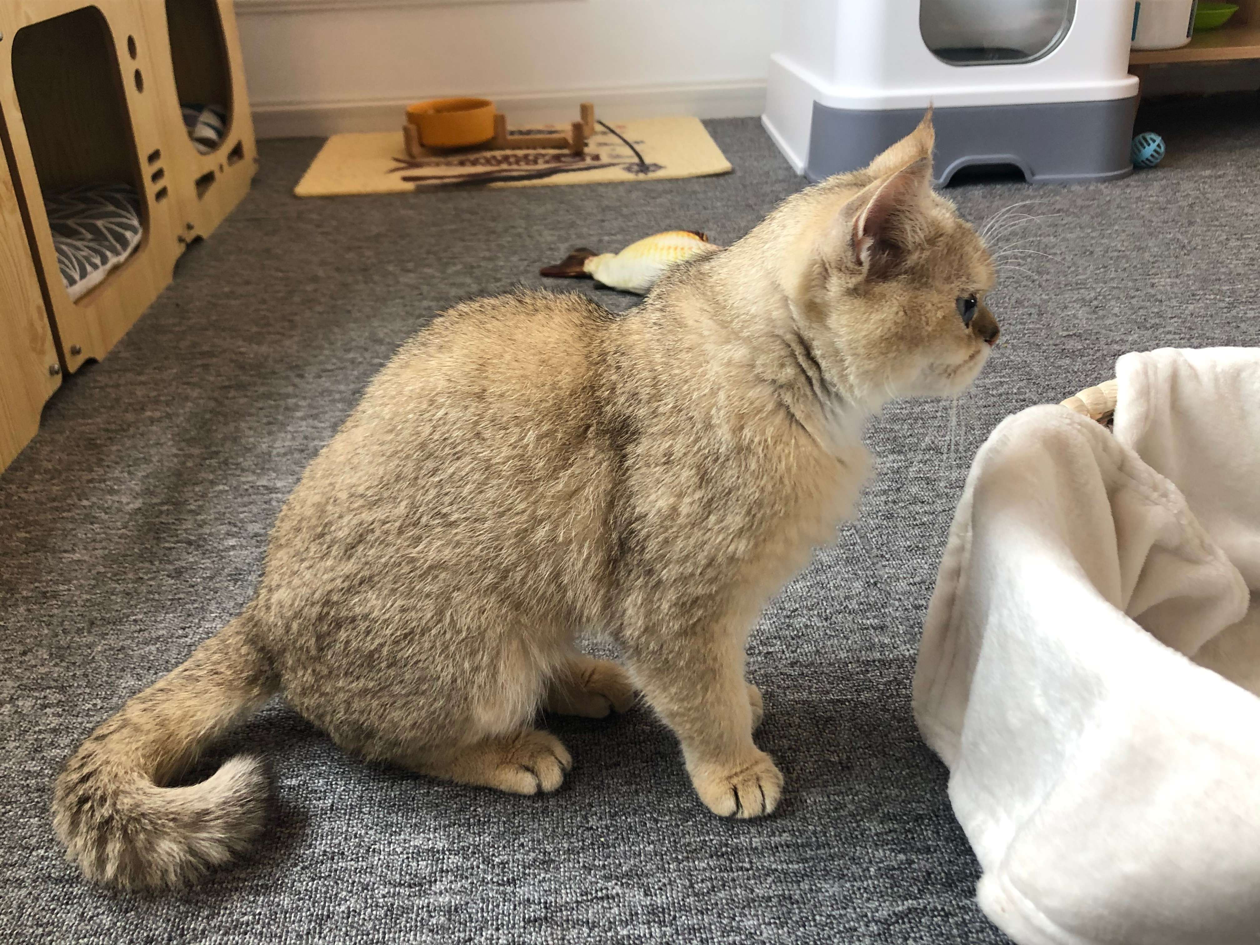 What are the consequences of the cat abandonment effect on cats? - iNEWS