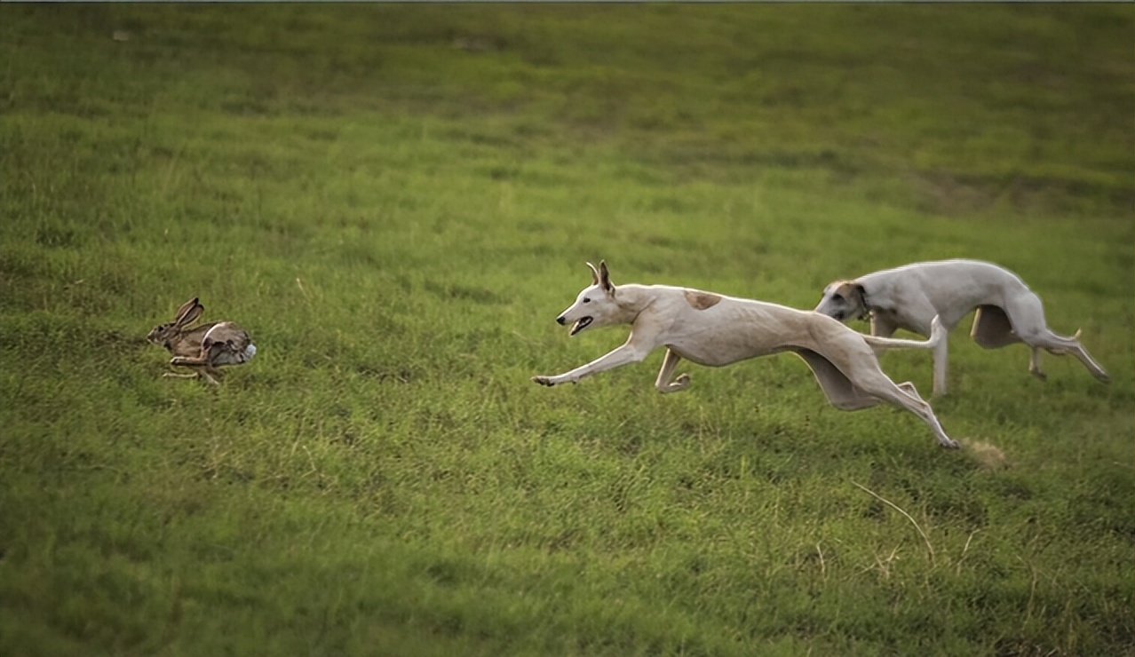 Chapter Twelve: The Hunt - iNEWS