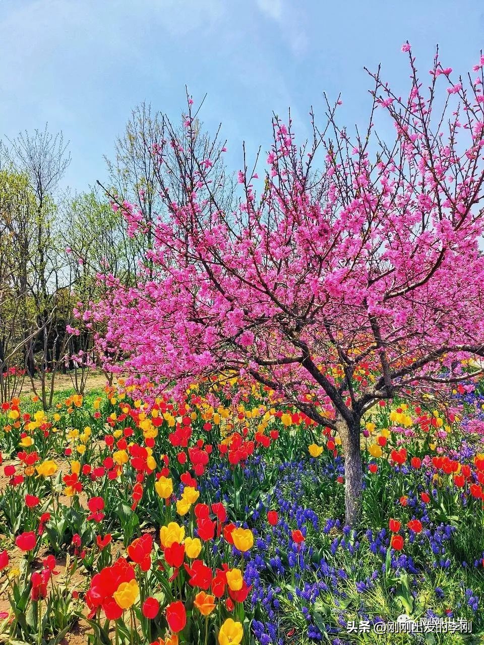 Yinggeshi Botanical Garden, a super beautiful flower viewing place in ...