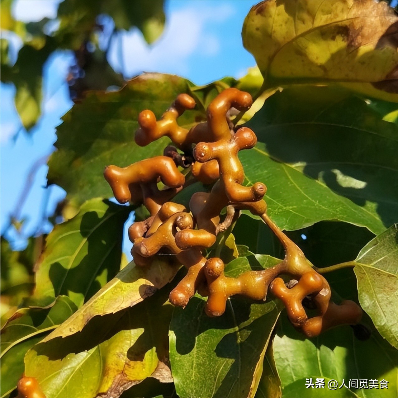 "Zhan Zhao" He Jiajin gorged on unknown fruits and showed off online ...