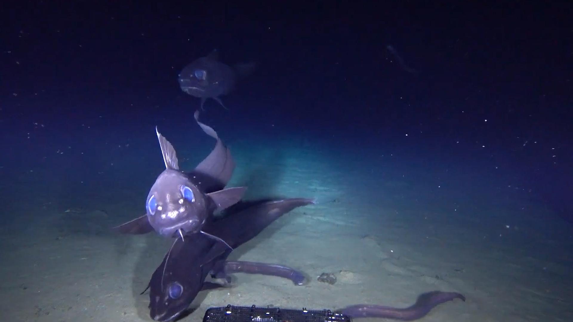 Japan found giant deep-sea fish at a depth of 2 kilometers - iNEWS