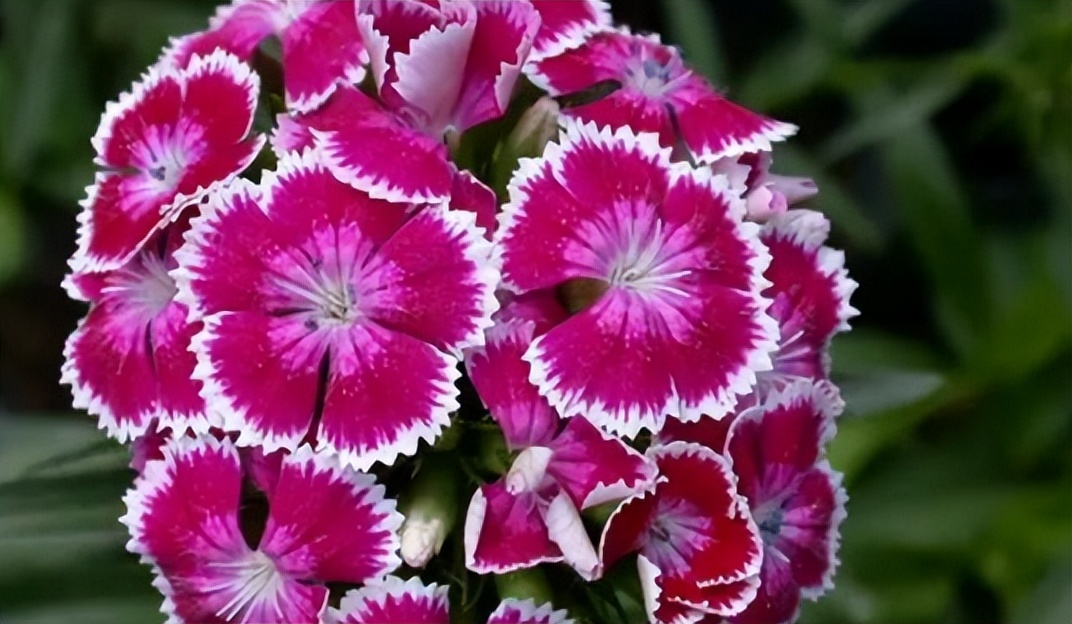 Growing pots of carnations in the Spring Festival is colorful and ...