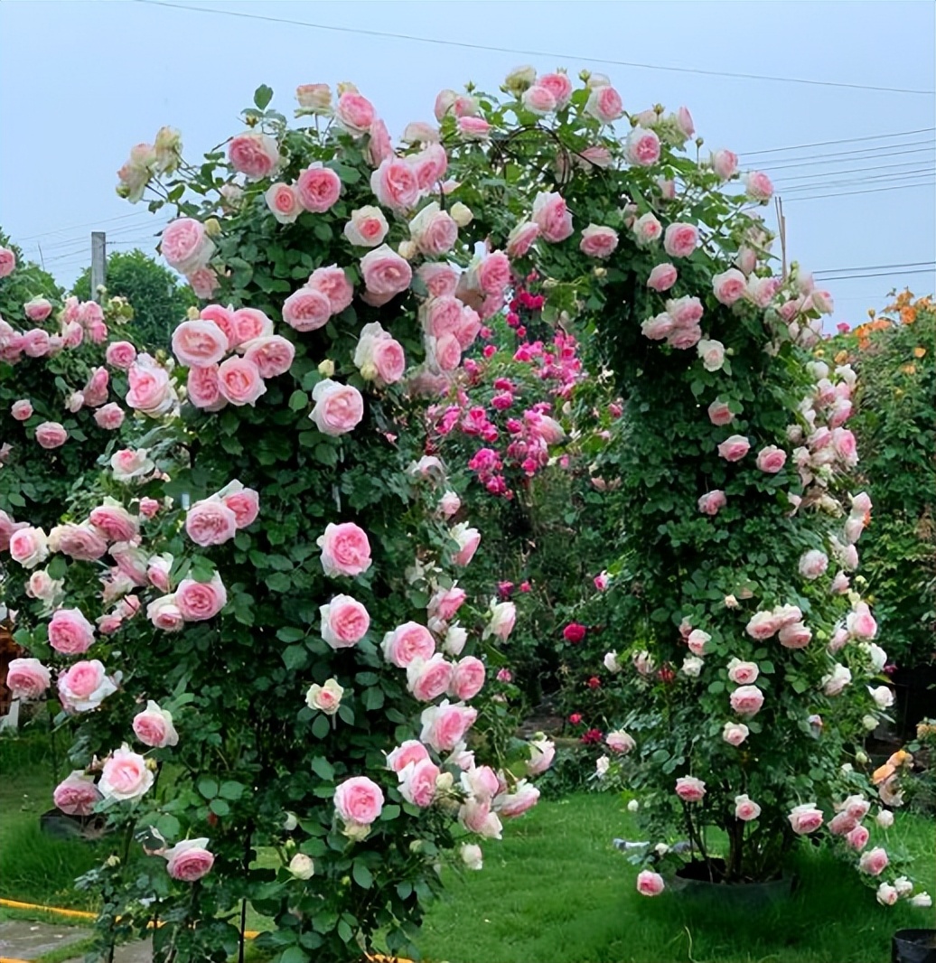 5 kinds of "rogue flowers", they will explode when they touch the soil ...