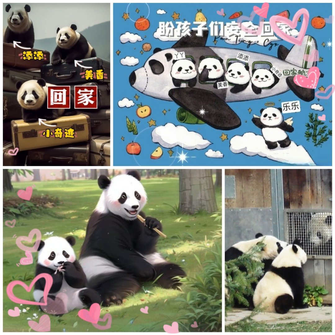 Yaya, a giant panda living in the United States, will return to China ...