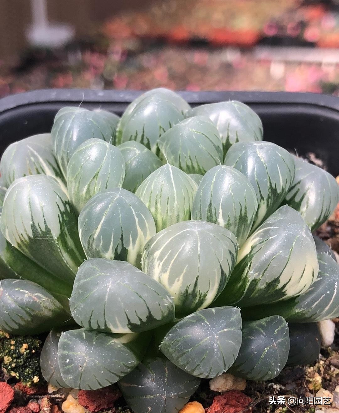 The jade dew you raise is flat and small, but the jade dew raised by ...