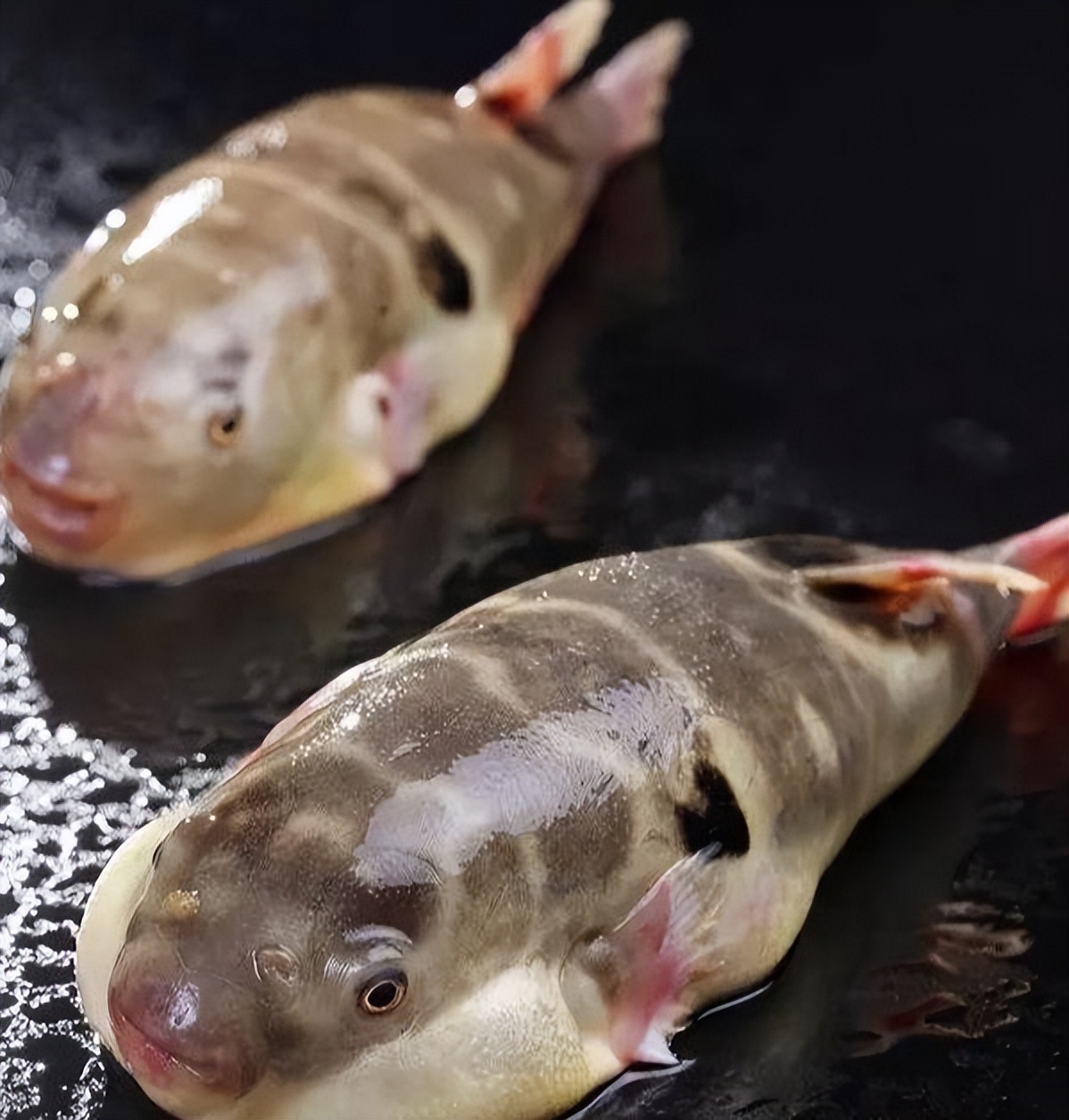 The 50 most common edible fish, don't say you don't know, take a good ...