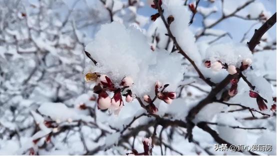 "Two springs a year, widows everywhere"! This year happens to be double ...