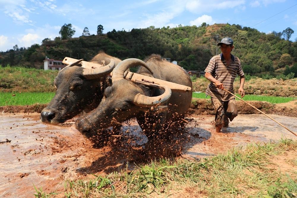 There is a rural saying: "Cow is afraid of yin and yang horns, and ...