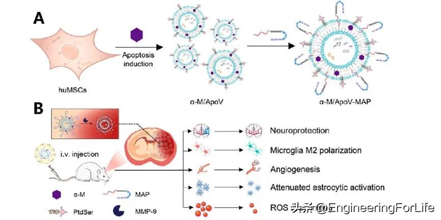 "ACS Nano》: Construction of targeted delivery platform for apoptotic ...
