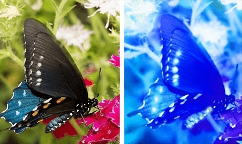 Scientific discovery: 9 different animals and humans have huge ...