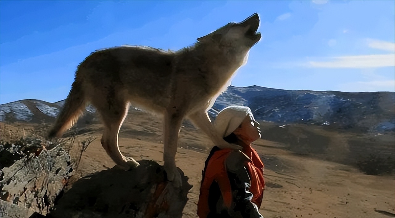 Tibetan herdsmen accidentally rescued the injured wolf cub, released it ...