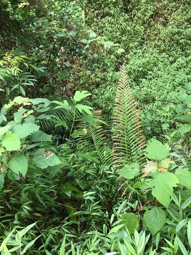 The story of wild five-fingered peach in the deep mountains - iNEWS