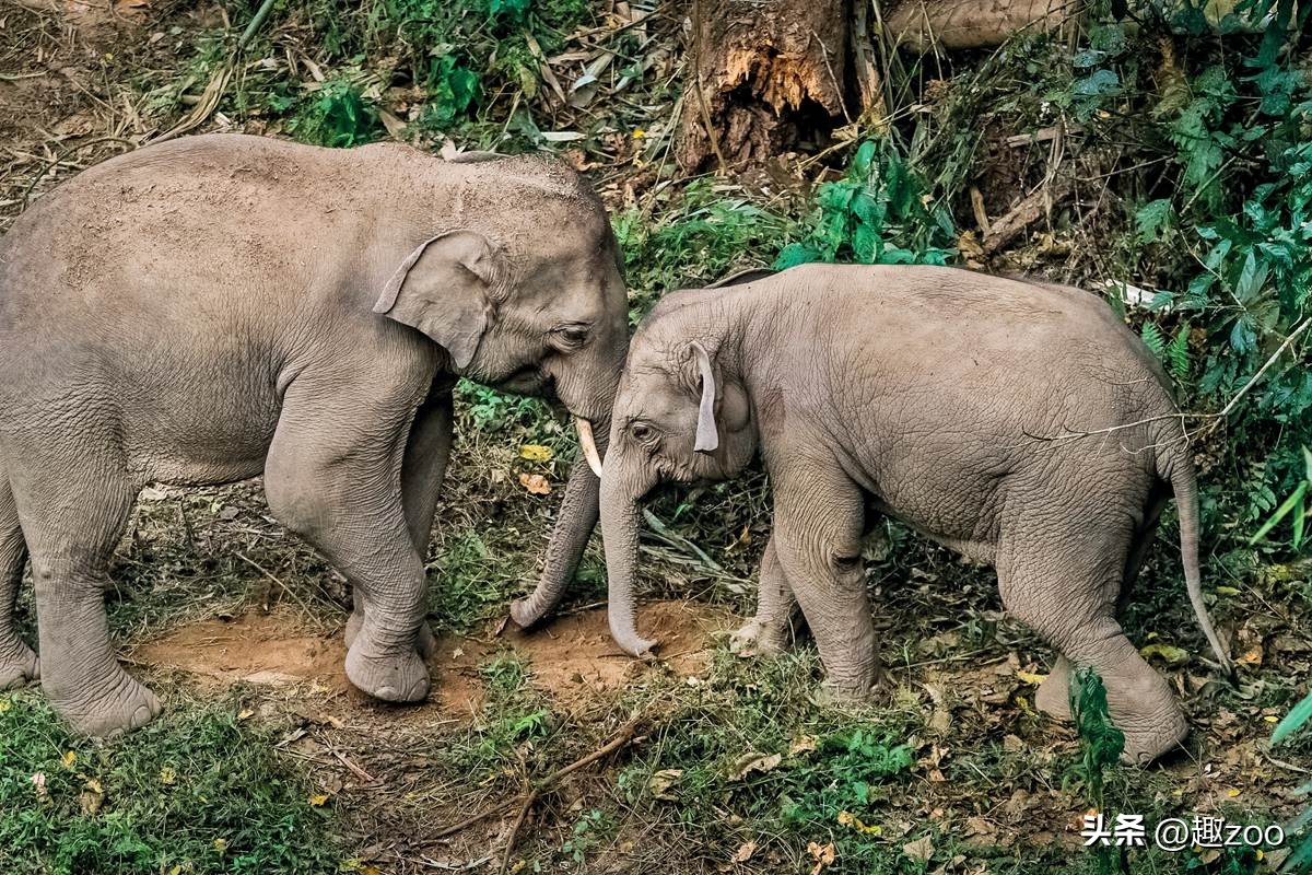 How many of the world's ten famous national treasure animals do you ...