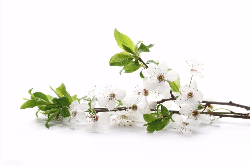 The "Winter Emperor" of the Pear Garden out of sight - Meng Xiaodong ...