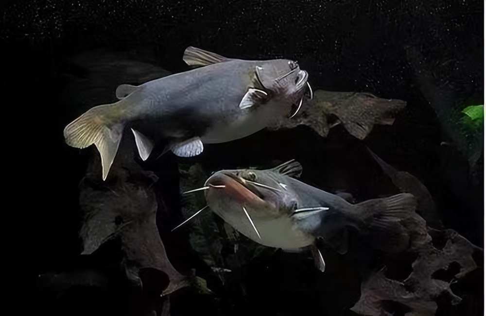 The aquarist once again introduces three kinds of fierce fish, as well ...