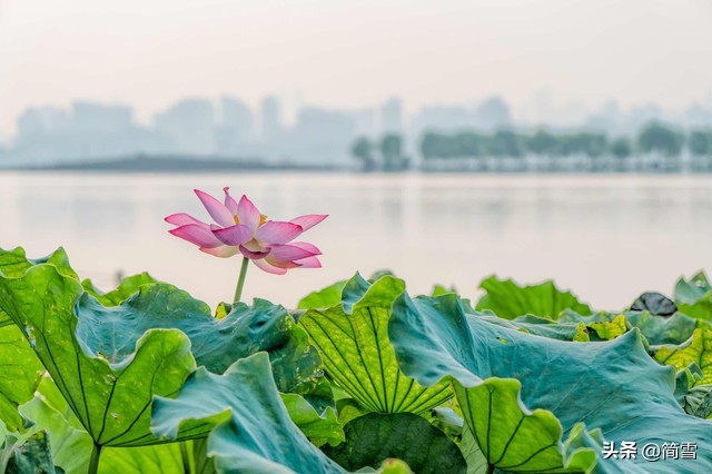 A poem written by Yang Wanli is fresh and lively, and the sentences are ...