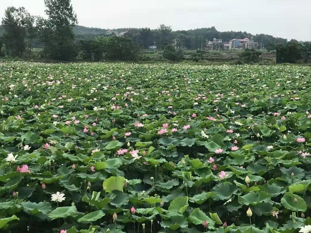 Revisit "Yang Wanli's Poems" (outside four) - iNEWS